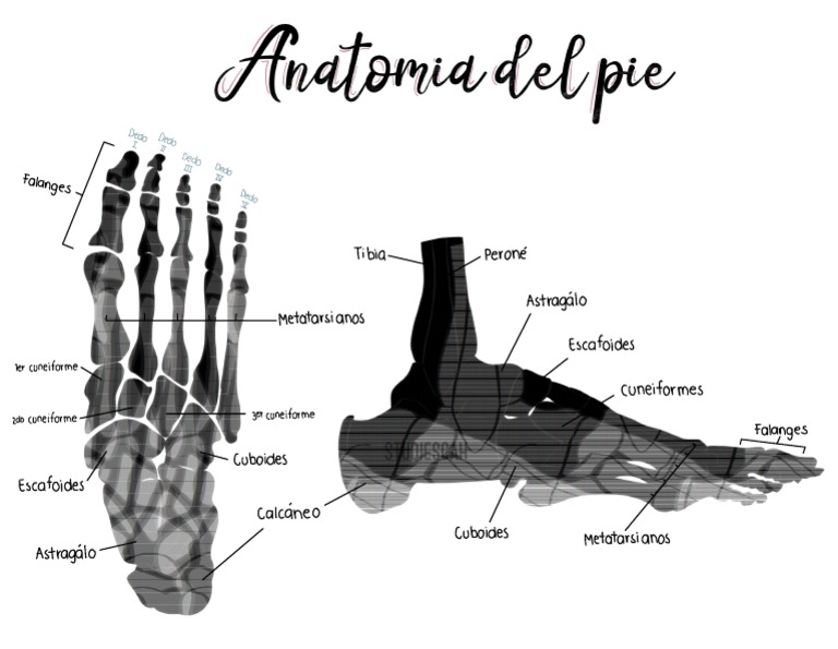 Anatomia Del Pie | PDF