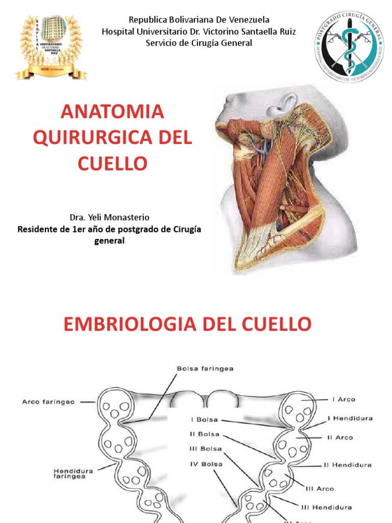 Anatomia Quirurgica Del Cuello Pdf Anatomía Humana Anatomía