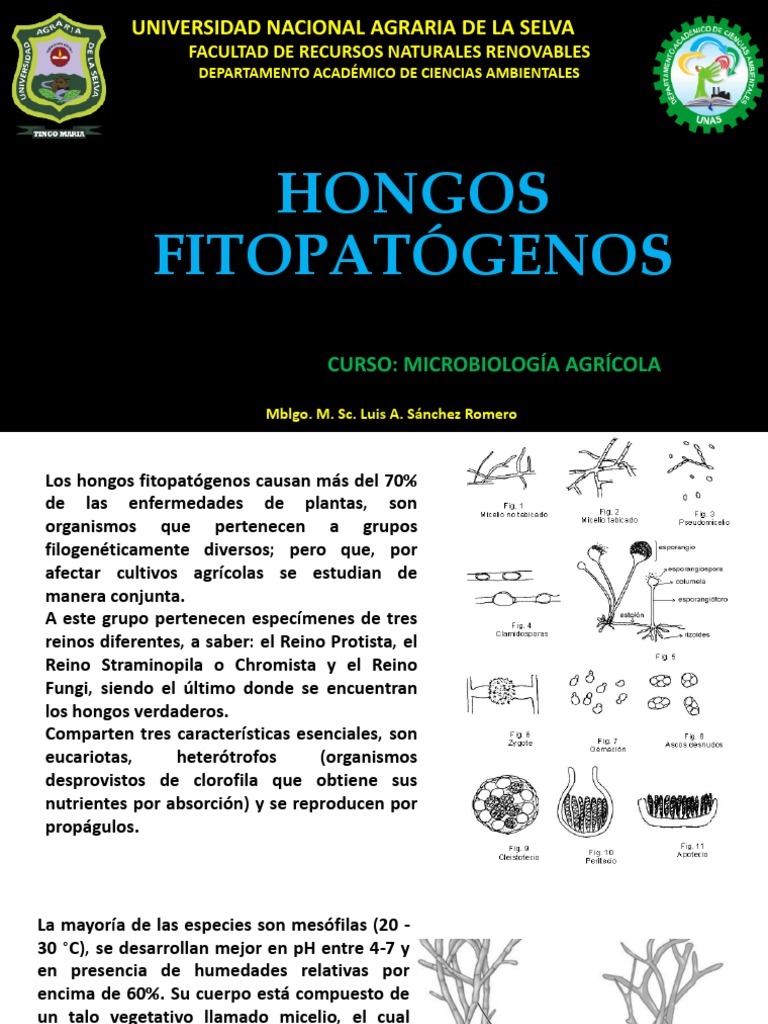 12 HONGOS FITOPATÓGENOS... | PDF | Hongo | Organismos