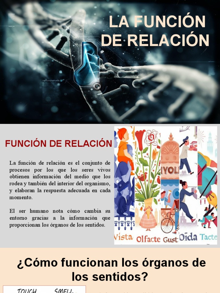 La Función de Relación | PDF | Percepción visual | Percepción