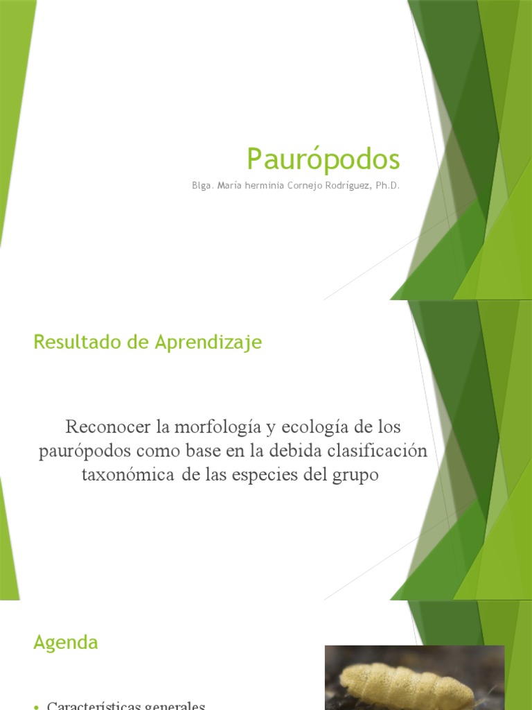 2.4 Pauropodos 5-1 | PDF