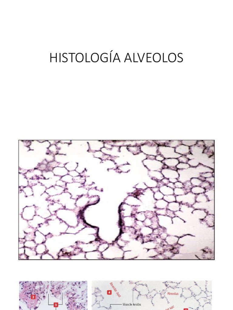 Histología de Alvéolos Pulmonares | PDF | Ciencias sociales | Tecnología