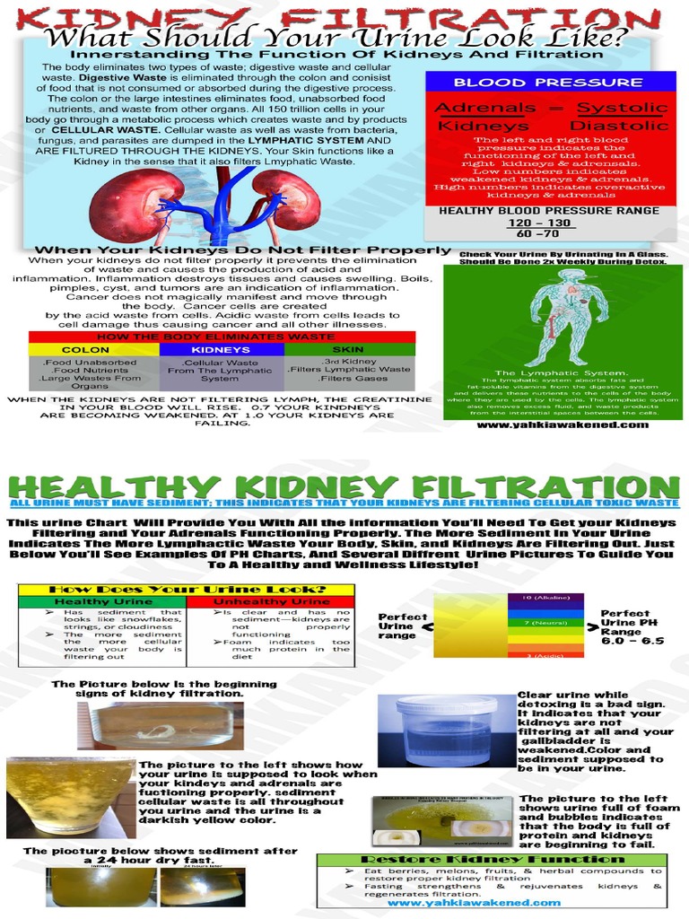Kidney Filtration Chart Long | PDF