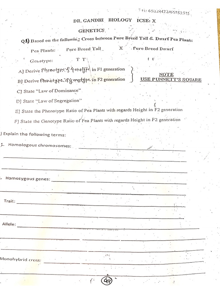 Genetics Worksheet 1 | PDF