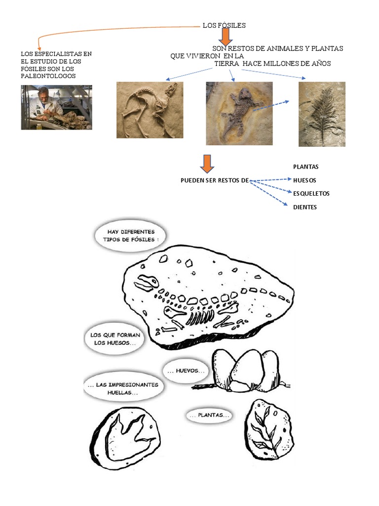 Introducción a los Fósiles | PDF | Ciencia y matemáticas