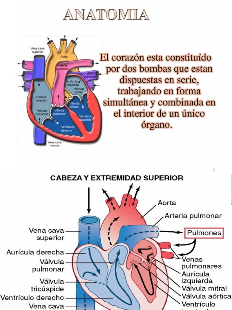 Fisiologia Del Corazon Pdf