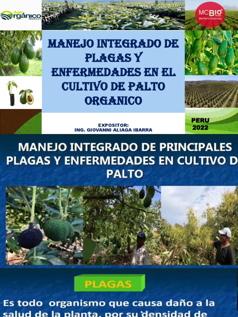 Manejo Integrado de Palto (Control de Enfermedades y Plagas) - Octubre | PDF