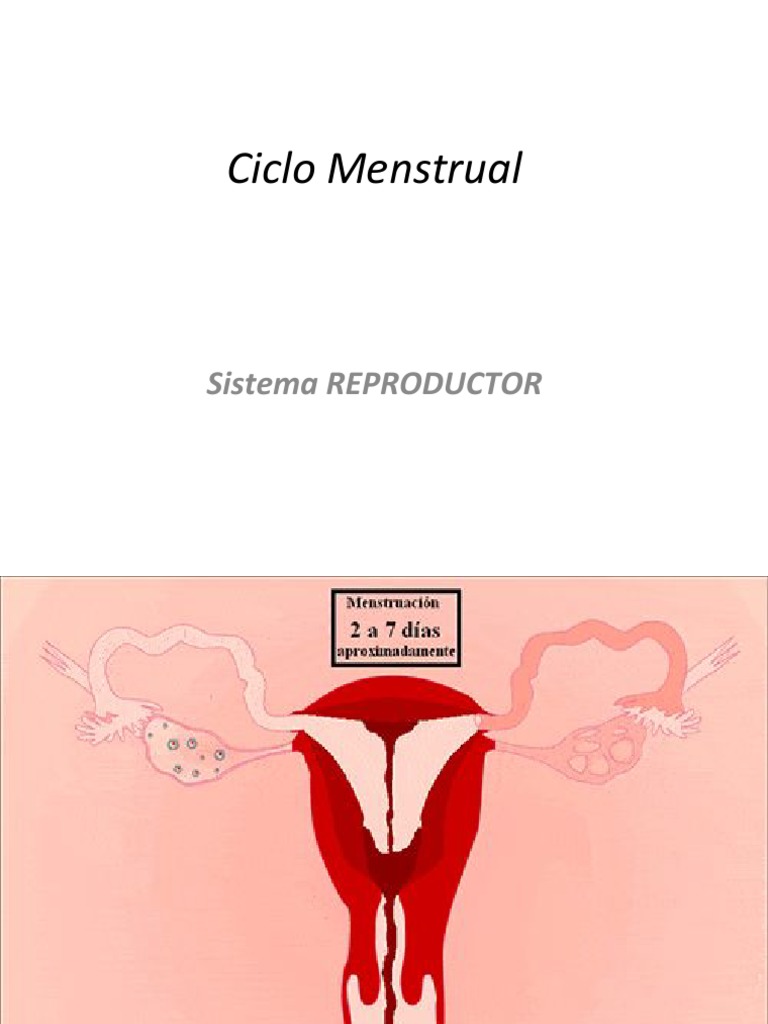 Ciclo Menstrual | PDF | Ciclo menstrual | Menstruación