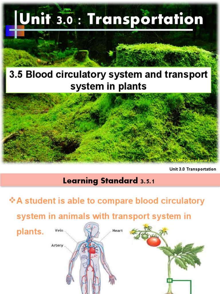 3.5 Blood Circulatory System and Transport System | PDF | Blood Vessel | Circulatory System