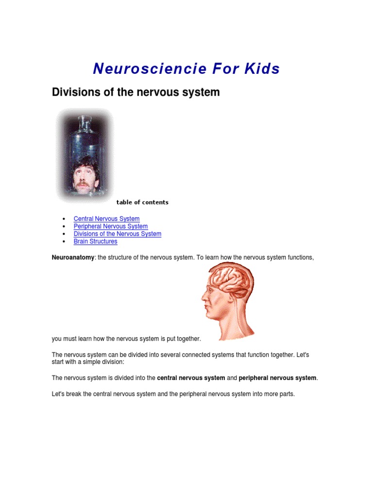 Neurosciencie For Kids | PDF | Central Nervous System | Autonomic ...