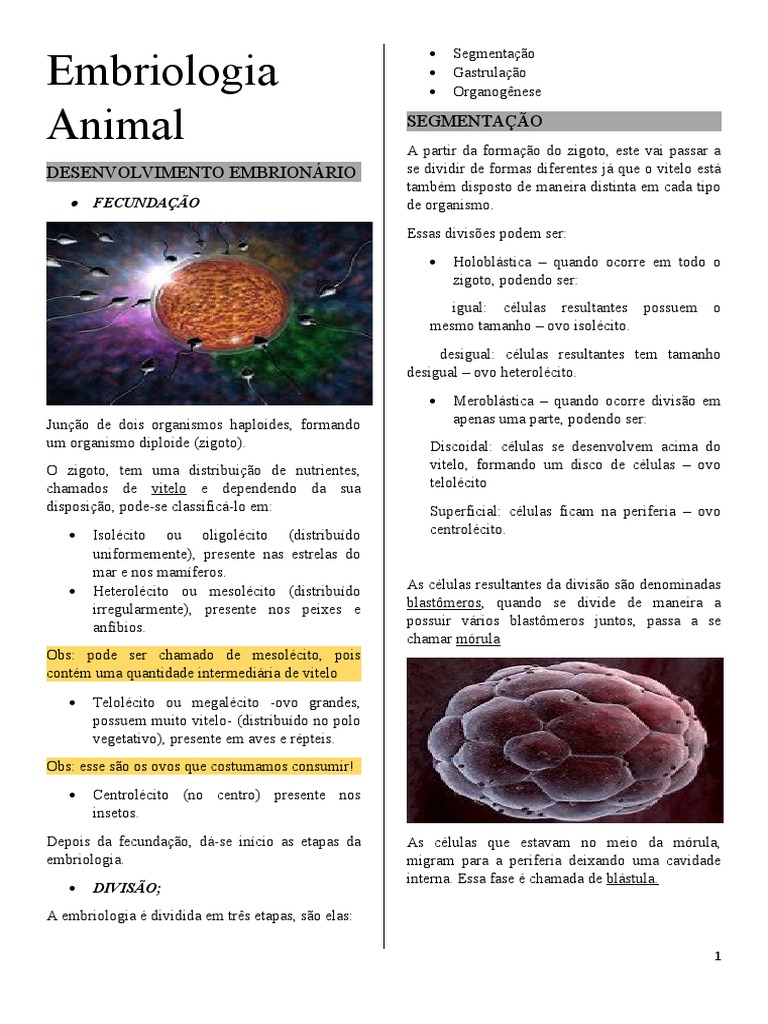 Embriologia Animal | PDF | Ovo | Gema