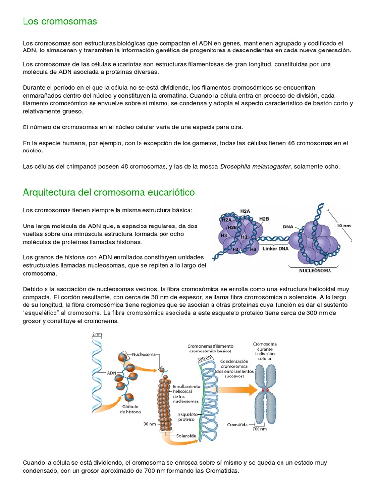 CROMOSOMAS | PDF | Mitosis | Cromosoma