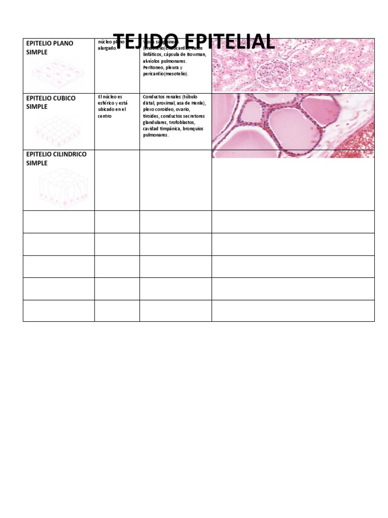 Epitelio Plano Simple | PDF