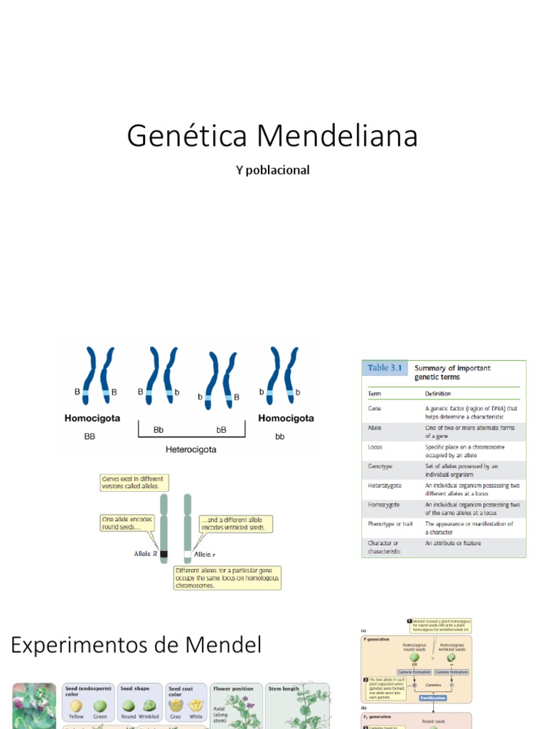 Genetica Mendeliana | PDF