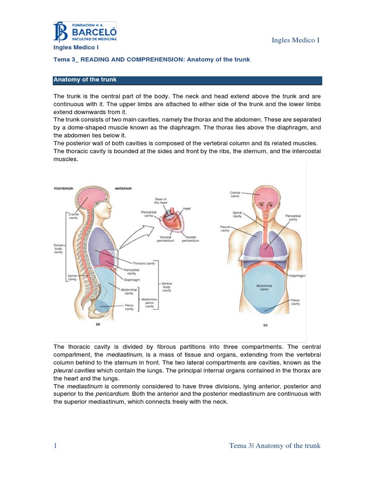 INGLES MEDICO I - Clase 3 - Anatomy of The Trunk 2023 | PDF | Thorax ...