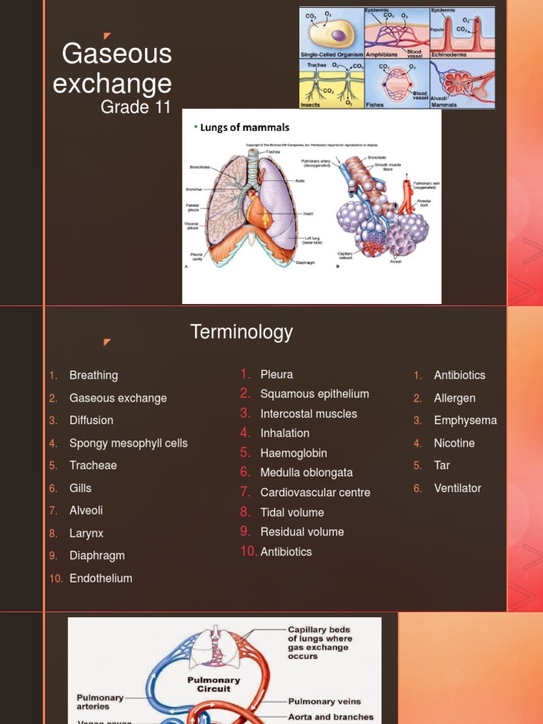 Grade 11 Gaseous Exchange Overview | PDF | Breathing | Lung