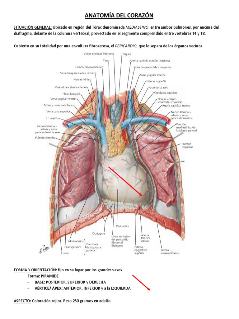 Anatomia Del Corazon | PDF | Ventrículo (corazón) | Corazón