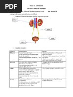 El Aparato Urinario para Tercer Grado de Primaria | PDF | Sistema urinario | Riñón