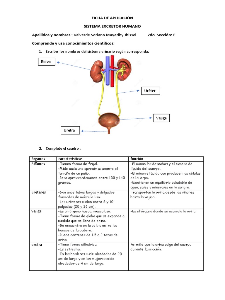 FICHA DE APLICACIÓN Sistema URI | PDF | Sistema urinario | Orina