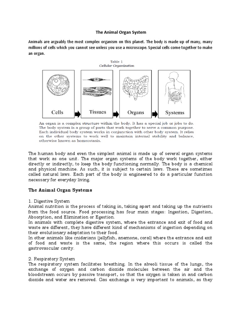 The Animal Organ System - Lesson Outline | Download Free PDF | Nervous ...