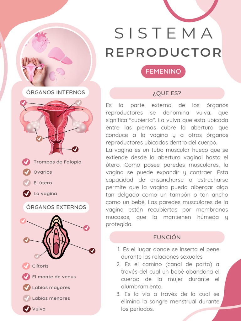 Sistema Femenino | PDF
