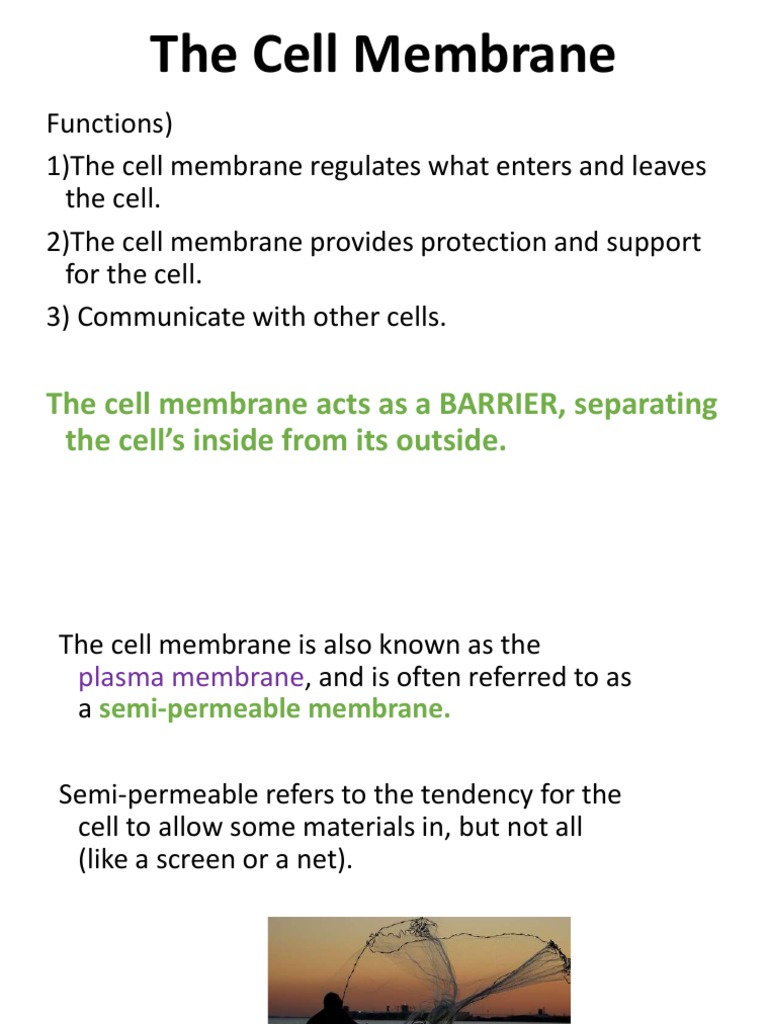 Plasma Membrane Student PPT | PDF | Cell Membrane | Proteins