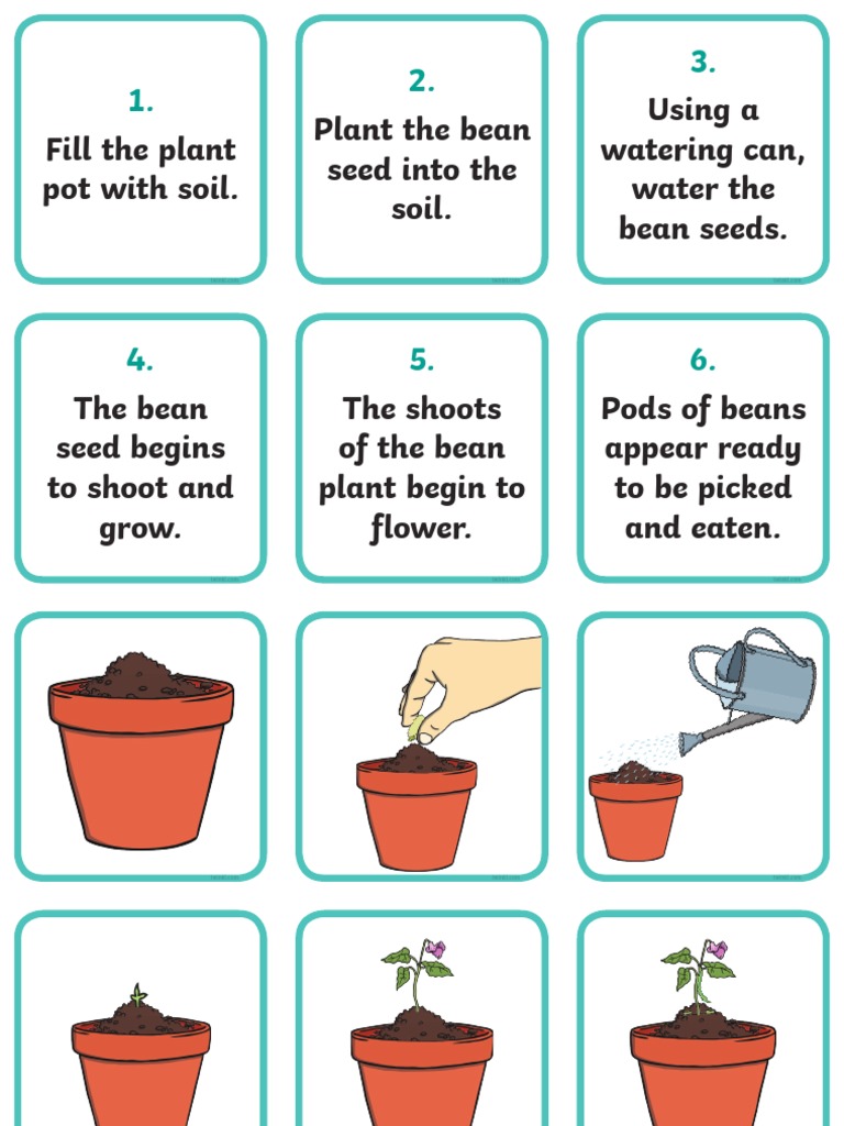 How To Plant A Bean Sequencing Cards | PDF