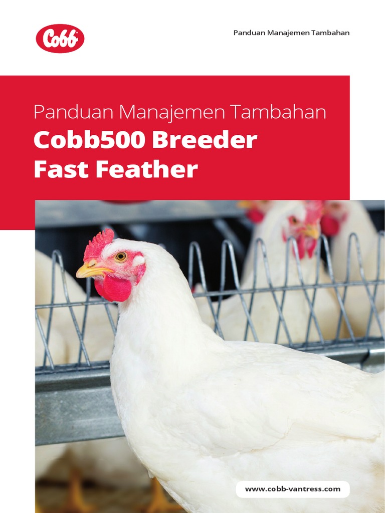 Indonesian Cobb500 - Fast Feather - Supplement 2020 | PDF