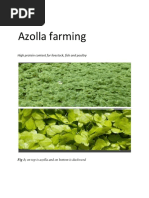 Azolla Farming Training Guide | PDF | Agriculture | Organic Farming
