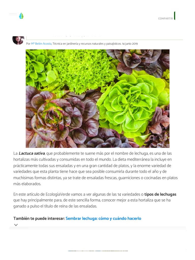 14 Variedades de Lechugas Comunes | PDF | Lechuga | Té