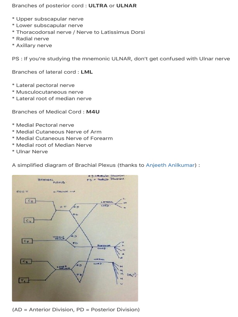 Brachial Plexus - Mnemonics | PDF | Limbs (Anatomy) | Musculoskeletal ...