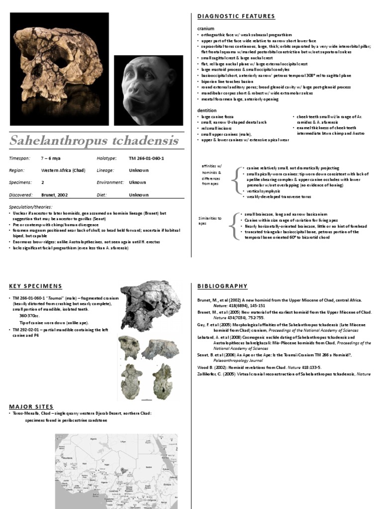 Sahelanthropus Tchadensis - Cheatsheet | Pliocene | Nature