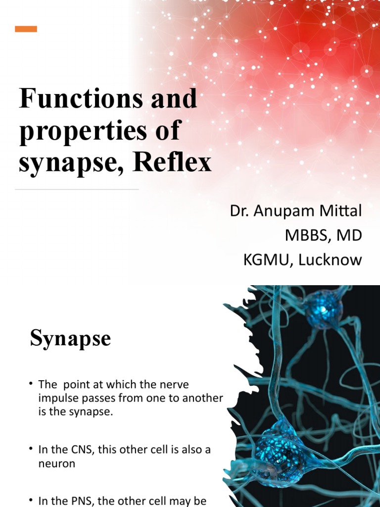Functions and Properties of Synapse, Reflex | PDF | Chemical Synapse | Synapse