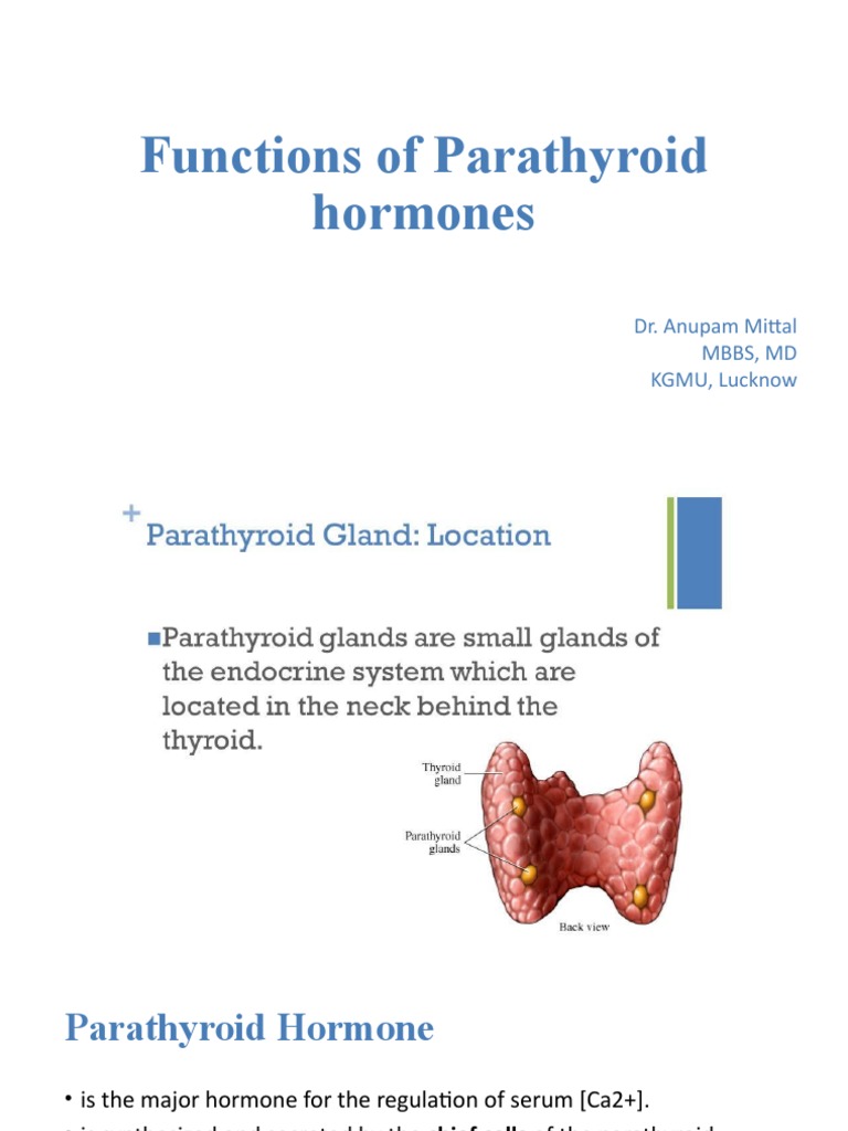 Functions of Parathyroid Hormone | PDF | Parathyroid Gland | Endocrinology