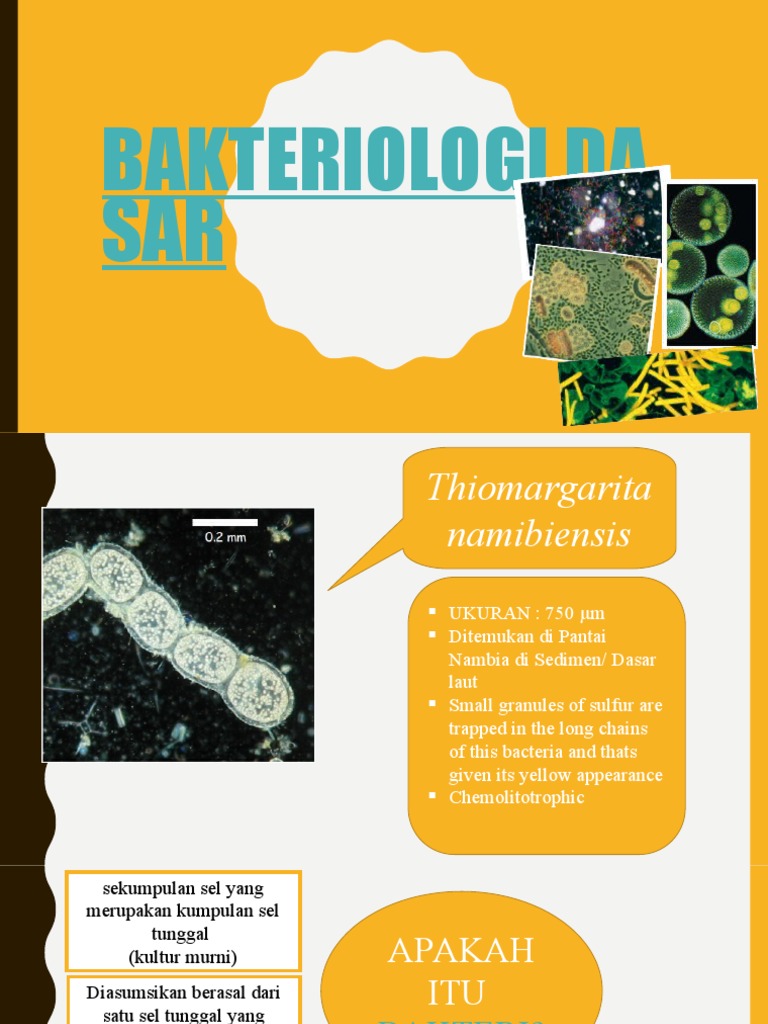 1 Bakteriologi Dasar | PDF