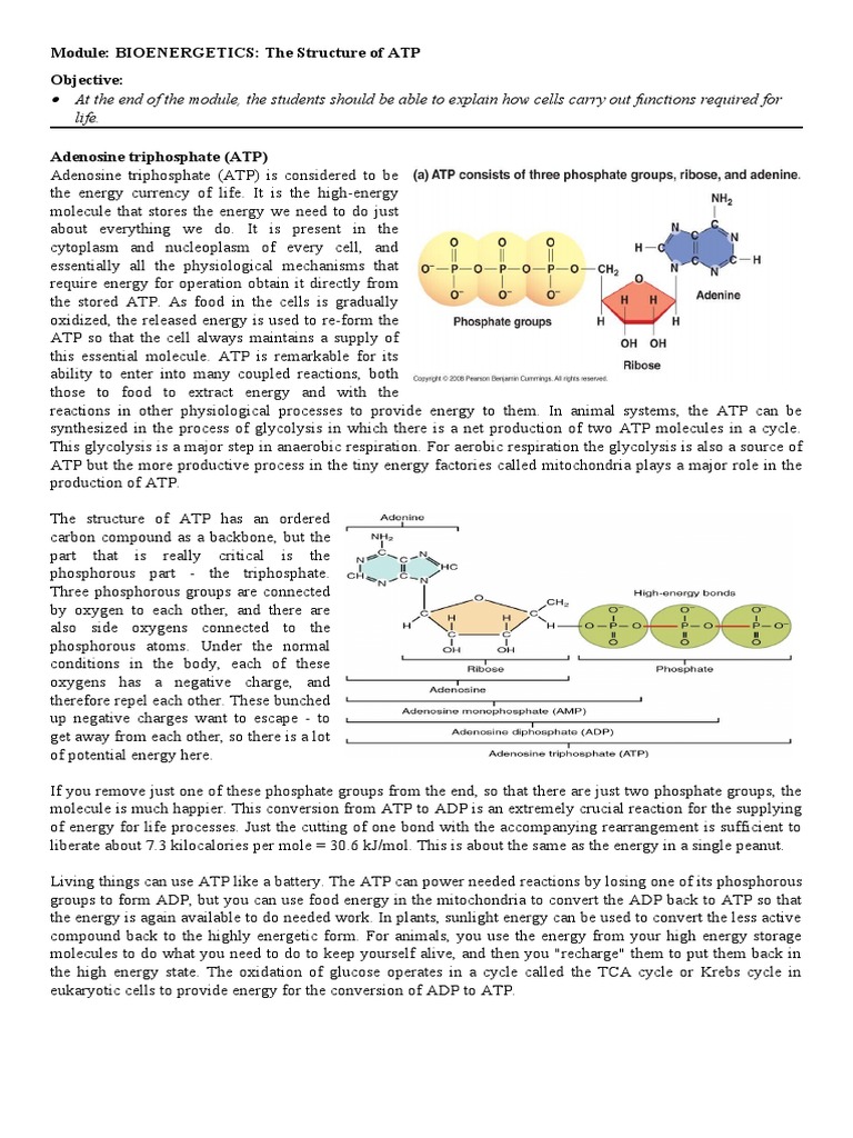 ATP Worksheet | PDF | Adenosine Diphosphate | Adenosine Triphosphate