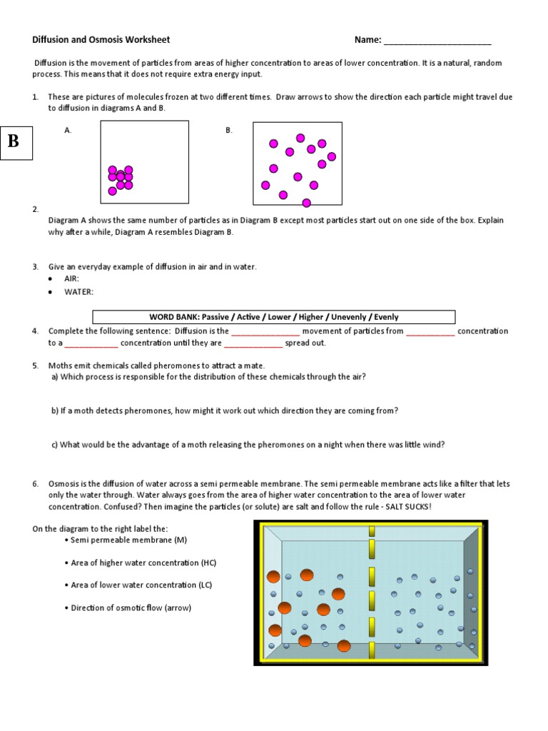 Diffusion and Osmosis Worksheet | PDF
