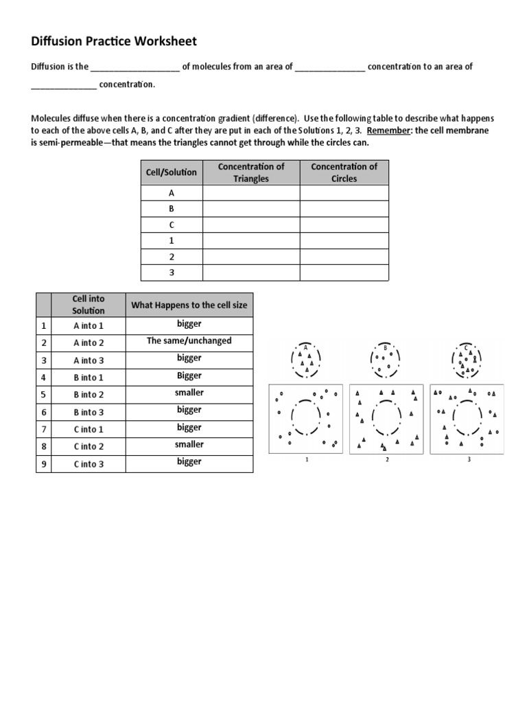 Diffusion Practice Worksheet - Answers | PDF