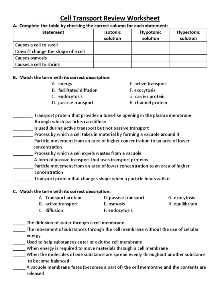 Cell Transport Review Worksheets | PDF | Cell Membrane | Osmosis