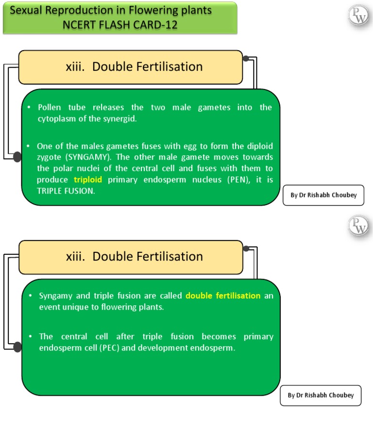 Sexual Reproduction in Flowering Plant Ncert Flash Card 12 | PDF
