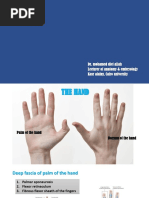 Palmar Hand Anatomy Overview | PDF | Hand | Musculoskeletal System