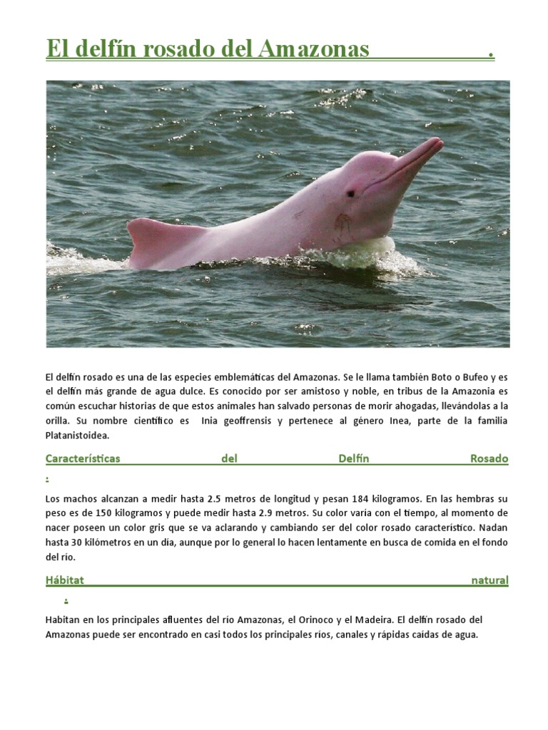 Leyenda del delfín rosado del Amazonas | PDF | Hogar, jardinería y ...