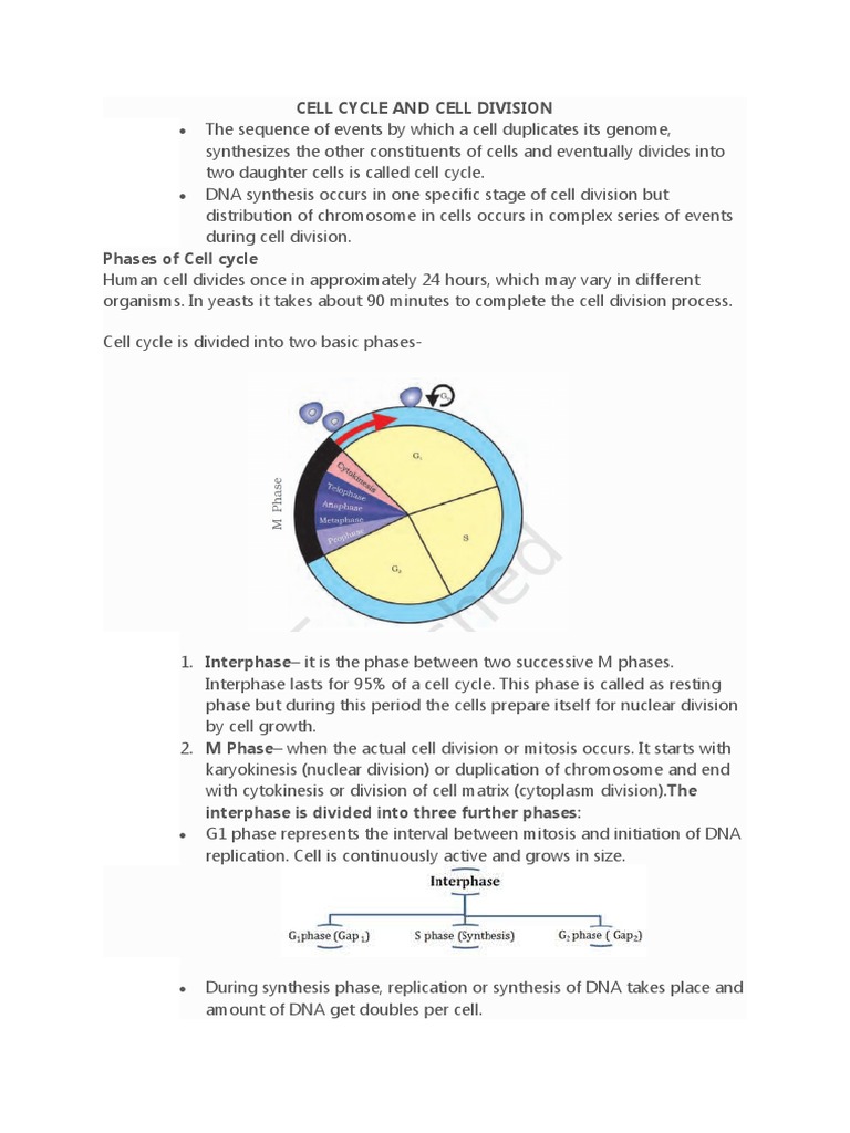 Cell Cycle and Cell Division | Download Free PDF | Meiosis | Mitosis