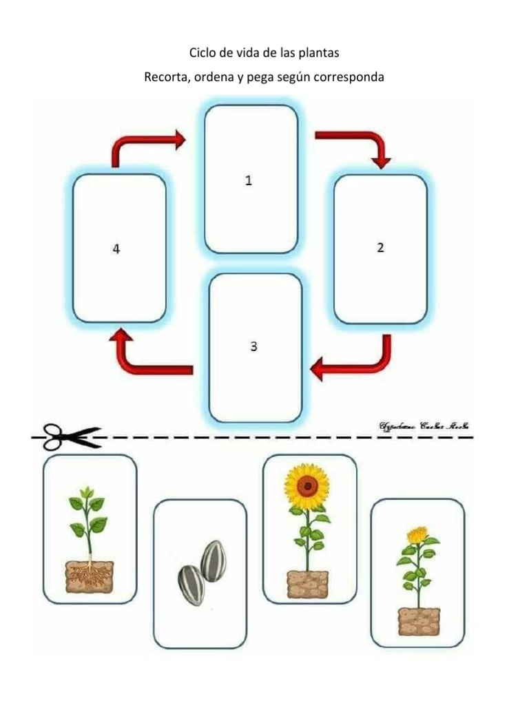 Ciclo de Vida de Las Plantas | PDF