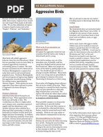 National Bald Eagle Management Guidelines | PDF | Bald Eagle ...