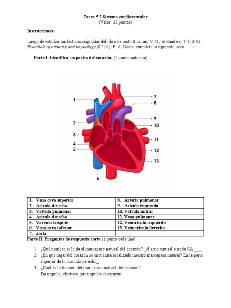 M5 - SISTEMA - CARDIOVASCULAR - TAREA - 5-2 L | PDF | Sistema ...