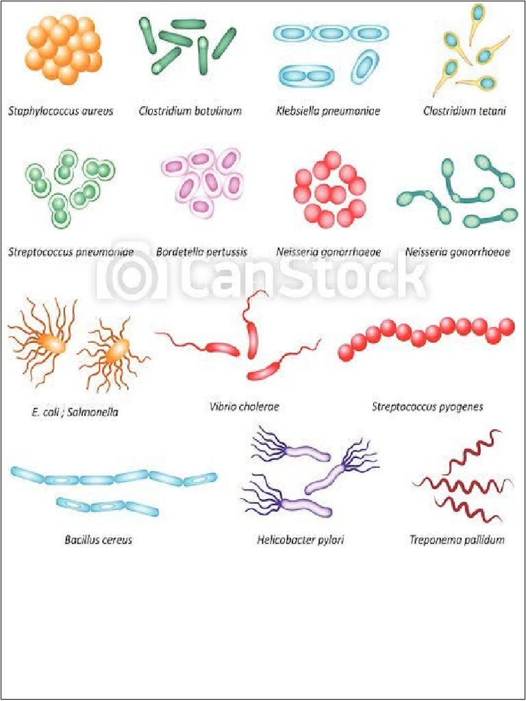 Bacterias | PDF