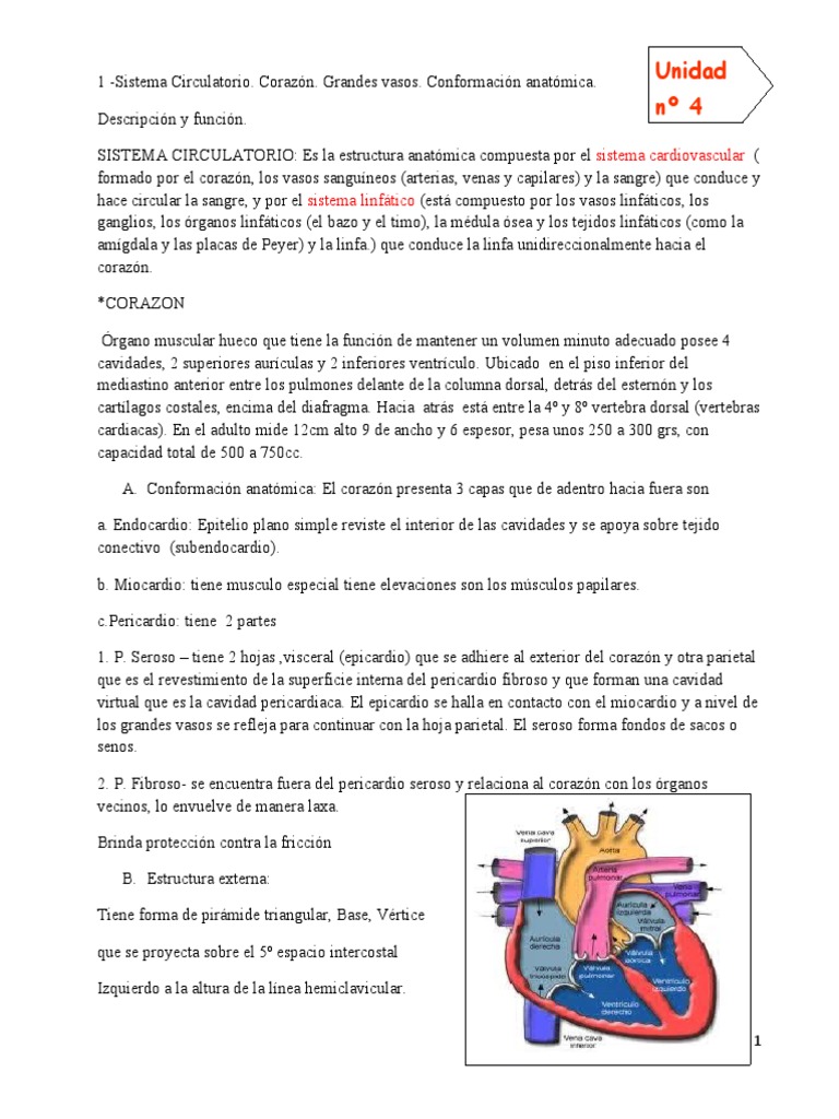 Anatomía del Corazón y Sistema Circulatorio | PDF | Sistema ...