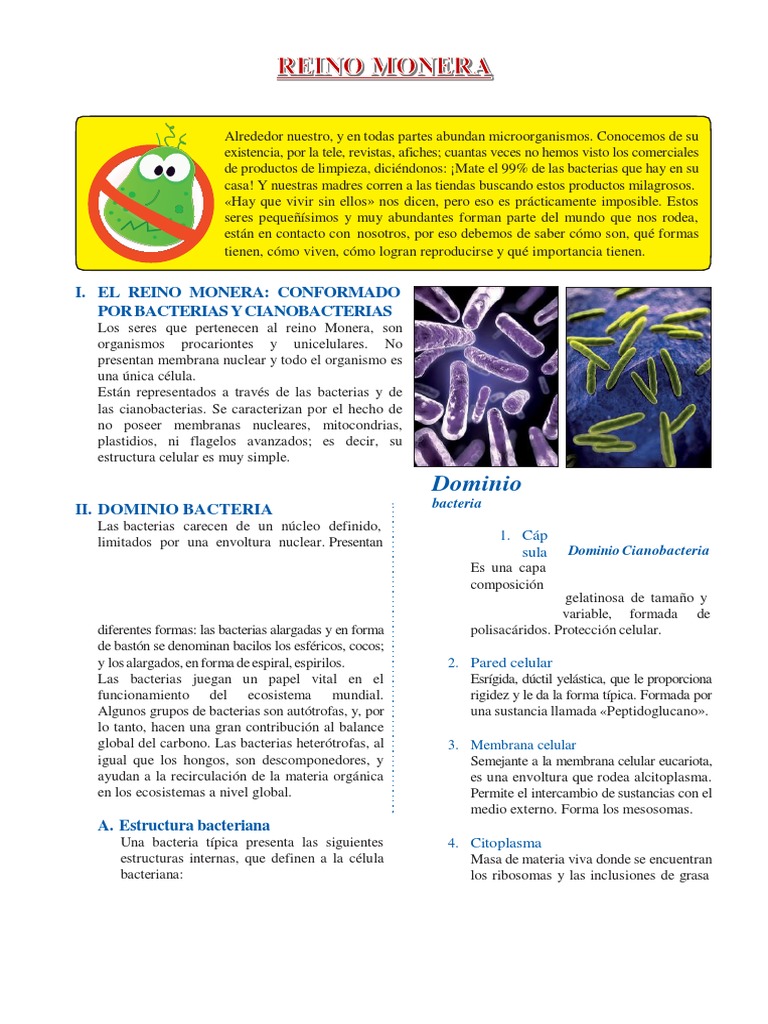 Estructura y funciones del reino Monera | PDF | Las bacterias ...
