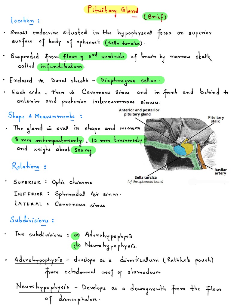 Pituitary Gland | PDF | Pituitary Gland | Human Anatomy
